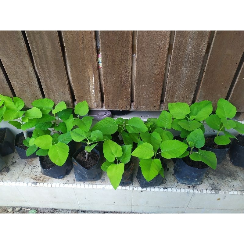 ANAK POKOK - Tin Iraqi (Iraq) | Shopee Malaysia