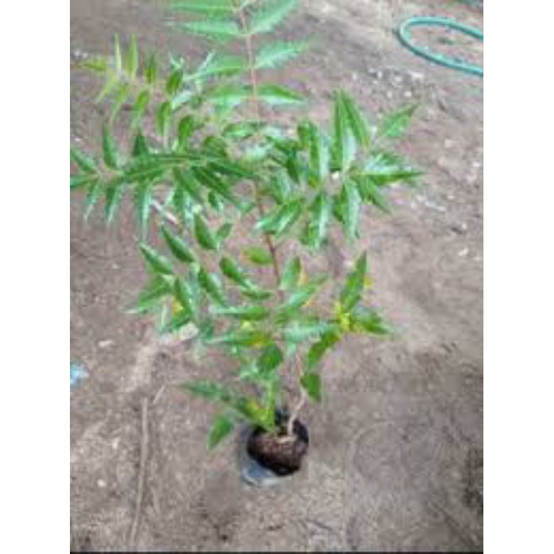 Anak Pokok Semambu.. | Shopee Malaysia