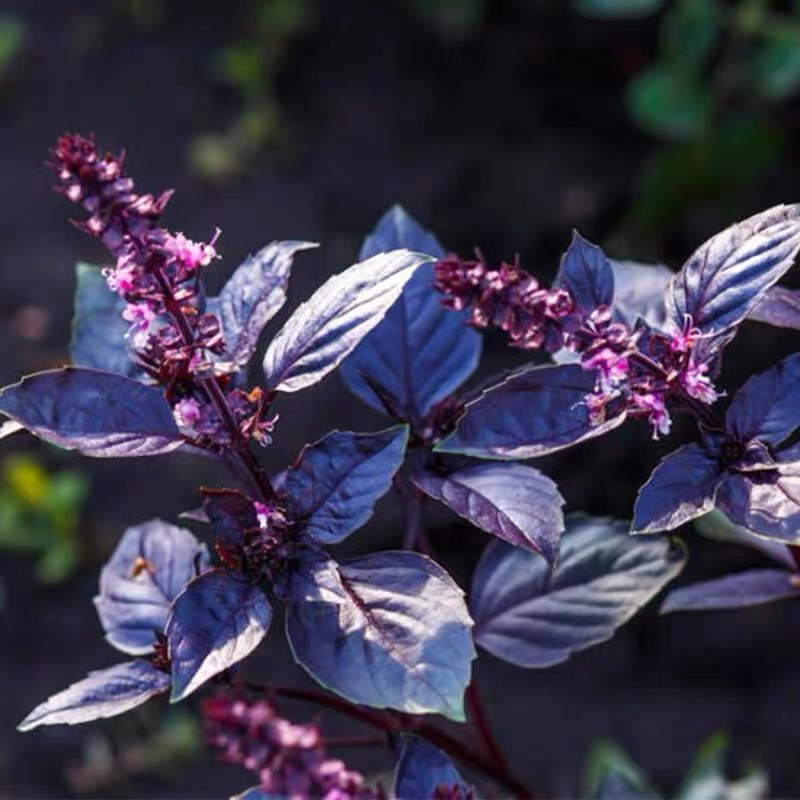 50 SEEDS* RARE PURPLE HOLY BASIL [edible] |herbs seeds｜BLACK holy basil ...