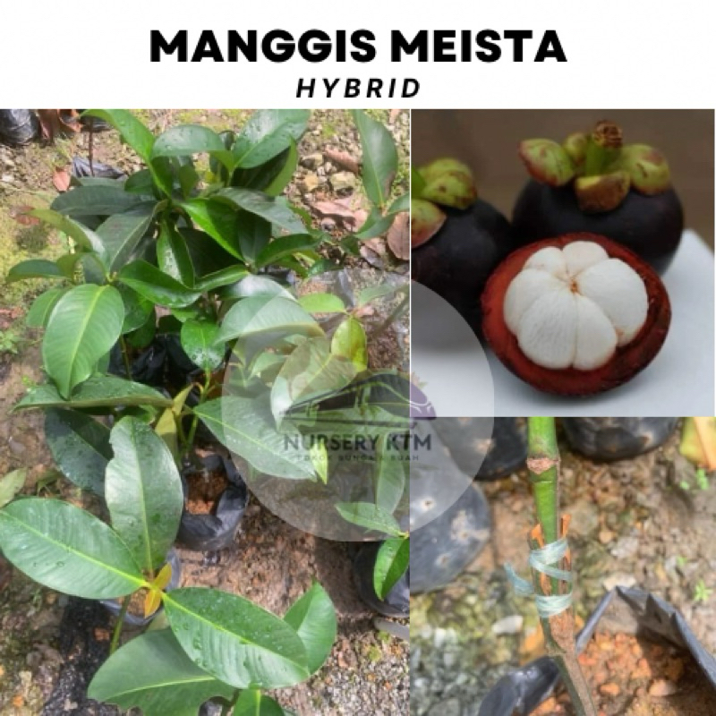 Anak Pokok Manggis Meista cepat berbuah (hybrid) | Shopee Malaysia