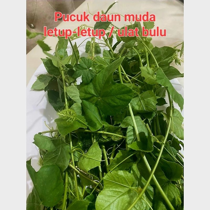 Pucuk ulam muda daun letup-letup/ ulat bulu 1 ikat | Shopee Malaysia