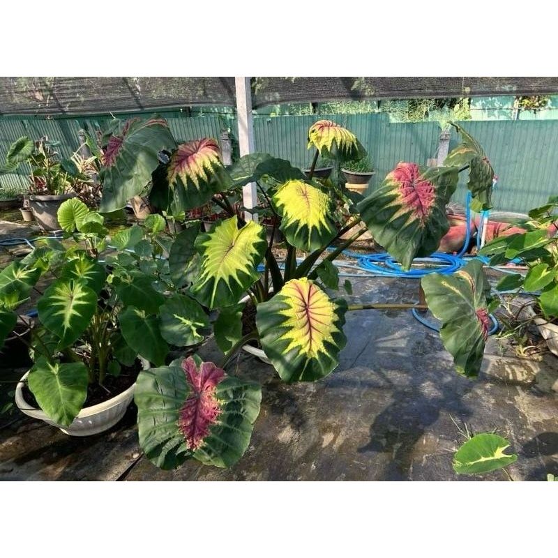 Colocasia "Light Pillar" Pup to sell | Shopee Malaysia
