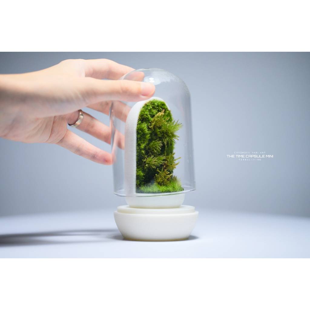 Live Moss Terrarium: The Time Capsule Mini (S) CryoMoss Edition, Mini ...