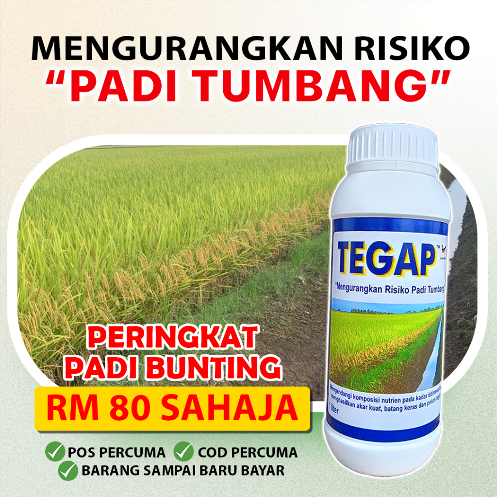 (6 EKAR) BAJA BATANG KUAT , ELAK PADI TUMBANG {TEGAP 1 LITER} | Shopee ...