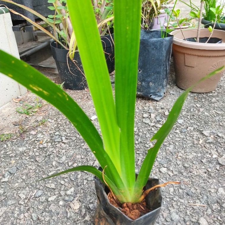 Jerangau Merah Sarawak / Borneo Red Ginger (Boesenbergia Stenophylla ...