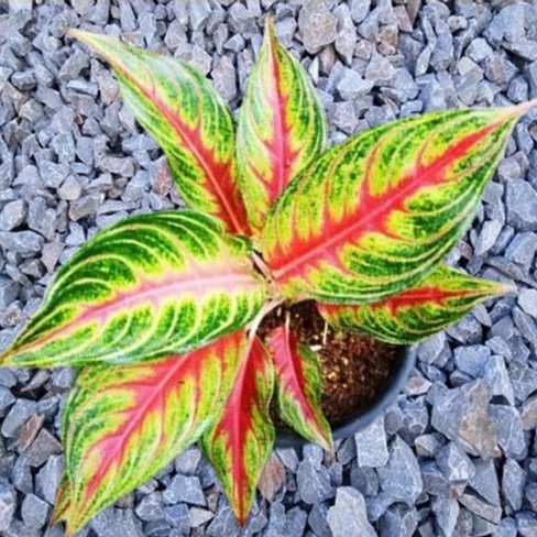 [MCUF] Aglaonema Red Panama rare plant hybrid from Indonesia suitable ...
