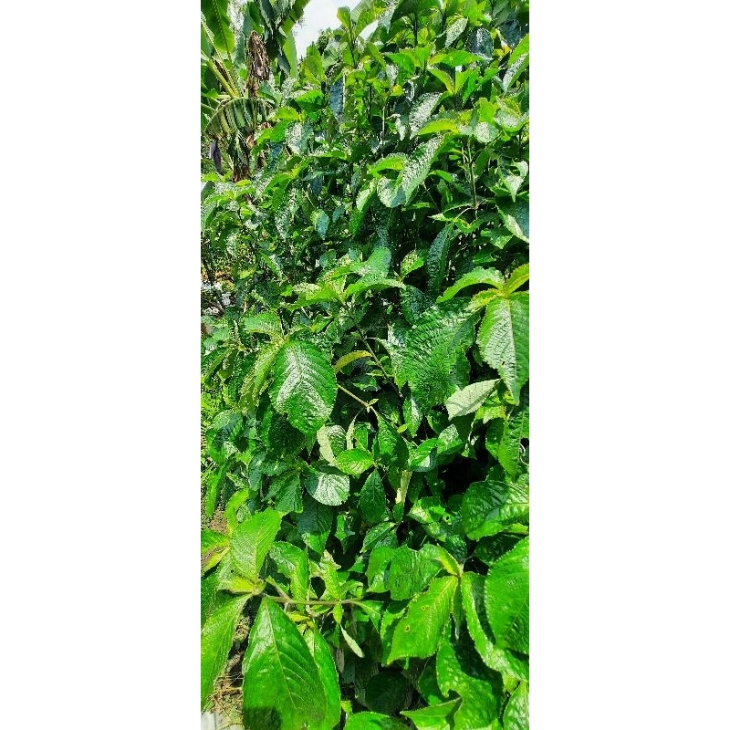 僅限预订(pre order only)新黑面將軍叶干/fresh dried strobilanthes cripa(black face ...
