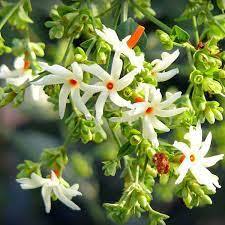 Plant:Pavala Malli or Parijat(plant) | Shopee Malaysia