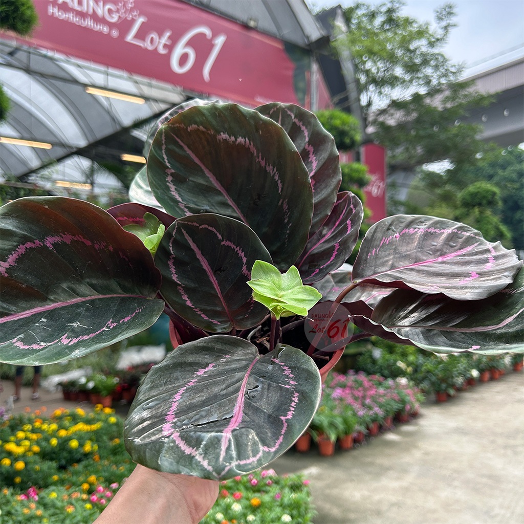 [Paling Horticulture Sdn Bhd] Calathea Roseopicta Dottie | Pokok ...