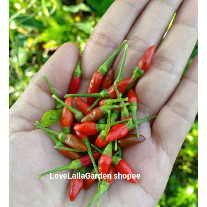 CILI PADI KAMPUNG KECIL • 50 BIJI BENIH• SEEDS • | Shopee Malaysia