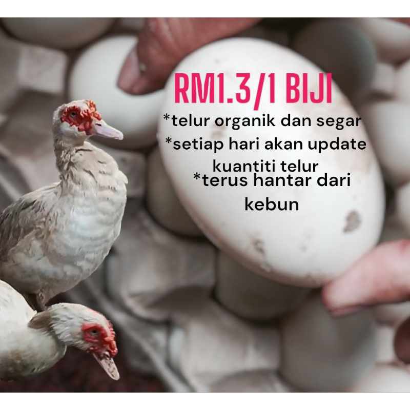 RM1.30/1 BIJI Telur Itik muscovy organik/ Duck egg/番鸭蛋 | Shopee Malaysia