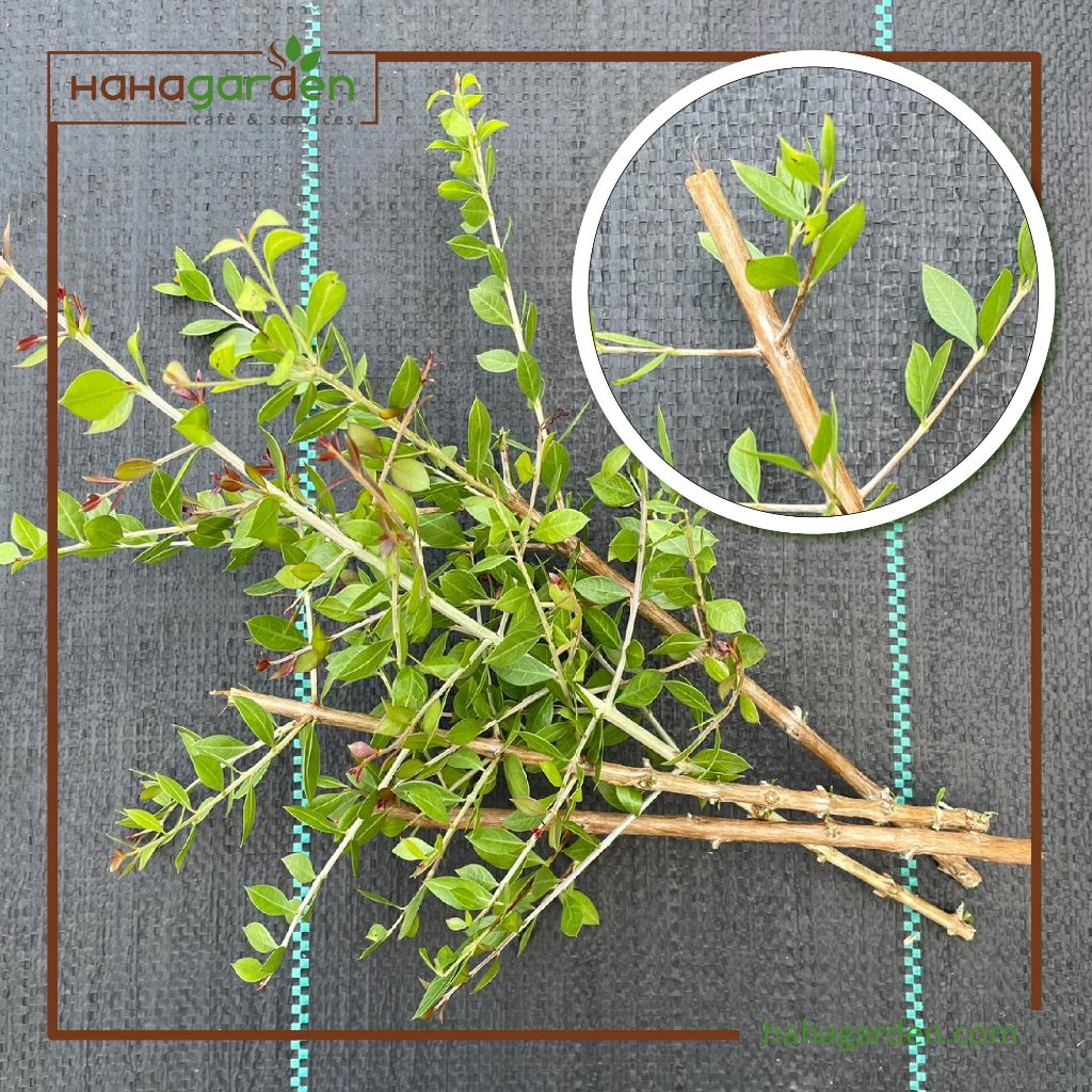 5 Keratan Batang Pokok Inai Merah/ Henna Plant Stem Cuttings/ Lawsonia ...
