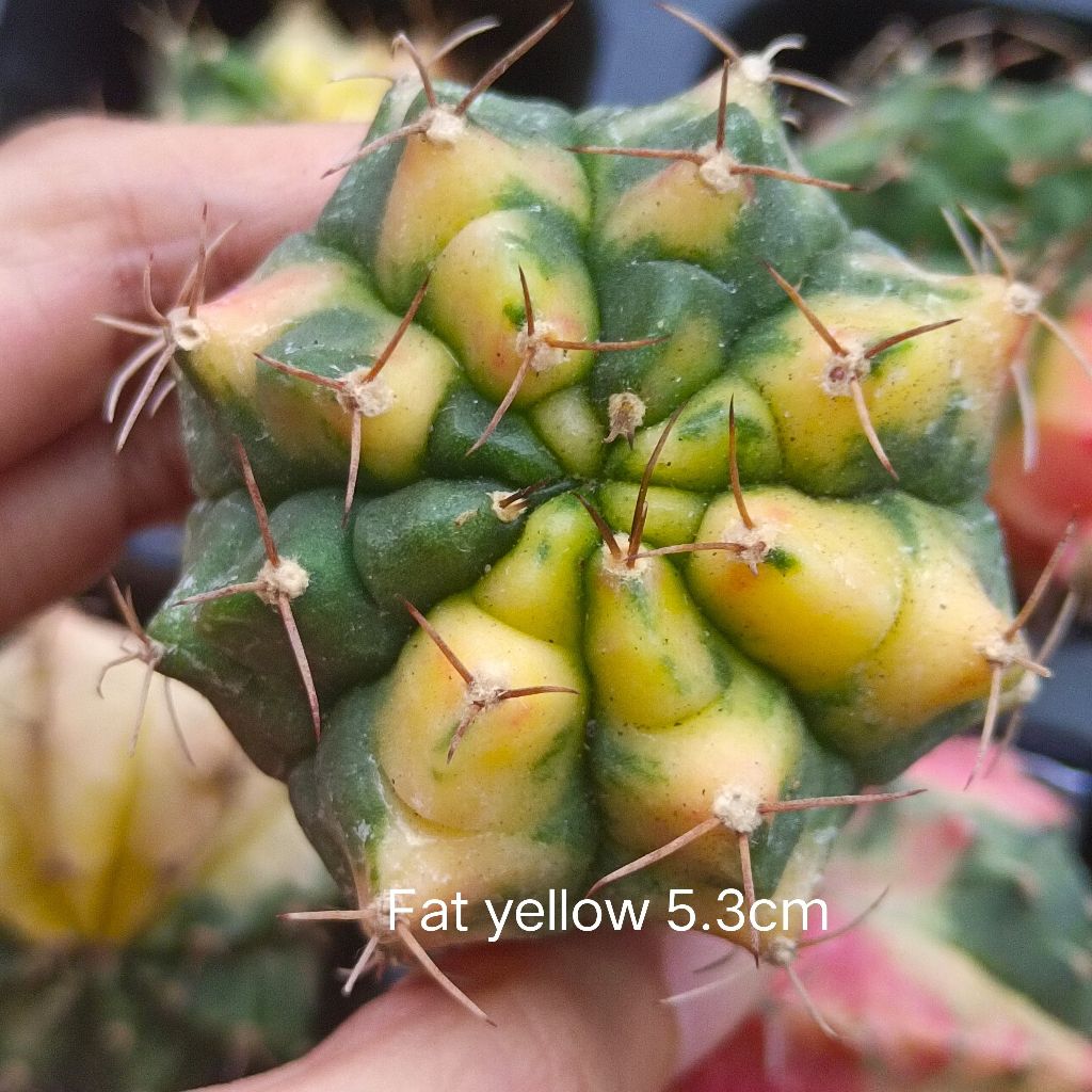ID FAT YELLOW GYMNOCALYCIUM (OFFSETS SHORT ROOTS) | Shopee Malaysia