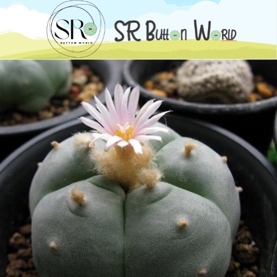 Lophophora Williamsii 'Mescal Buttons' Cactus (3cm+-) 银冠玉 Randomly pick ...