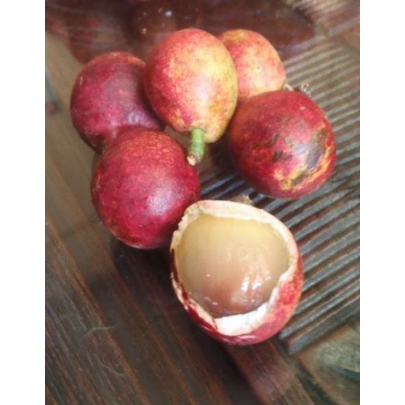 Pokok Matoa/Kristal/pacific lychee tree | Shopee Malaysia