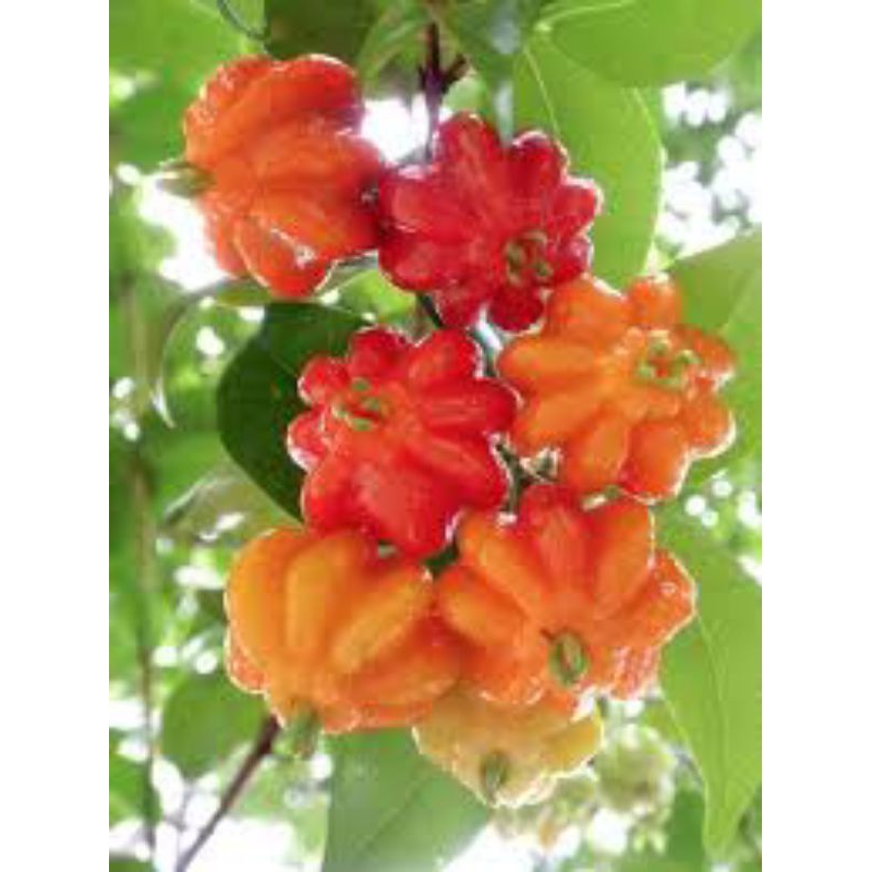 Anak Pokok Ceri Surinam | Shopee Malaysia