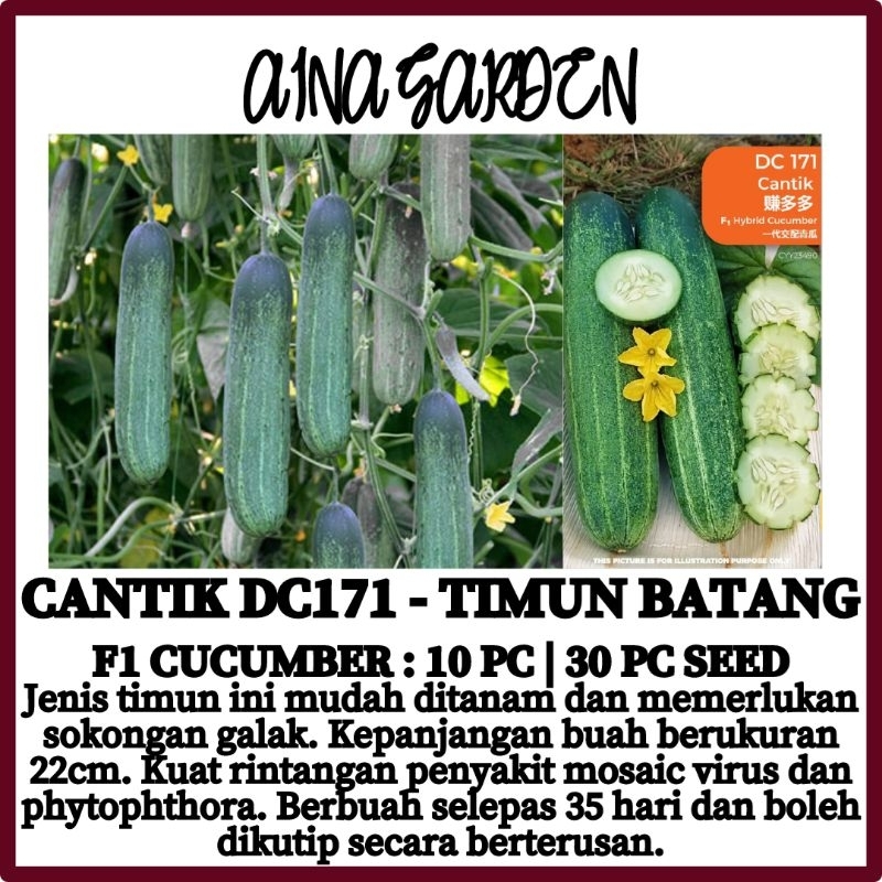 HSK [10pc/30pc] TIMUN CANTIK DC171 F1 HIBRID CUCUMBER SEED | BIJI BENIH ...