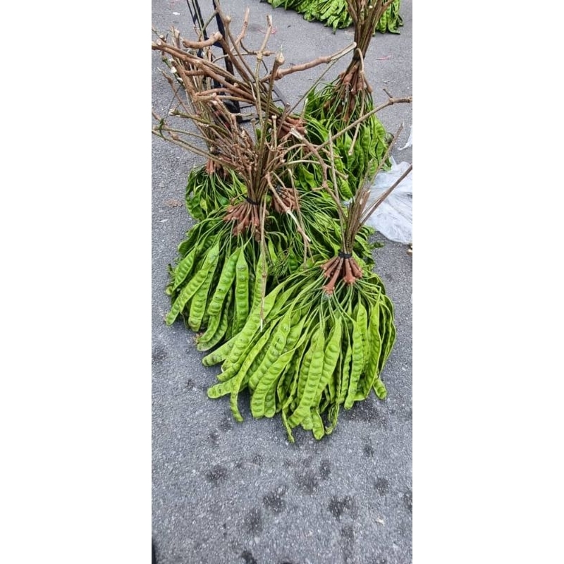 Sepapan Petai Segar Terbaik | Shopee Malaysia
