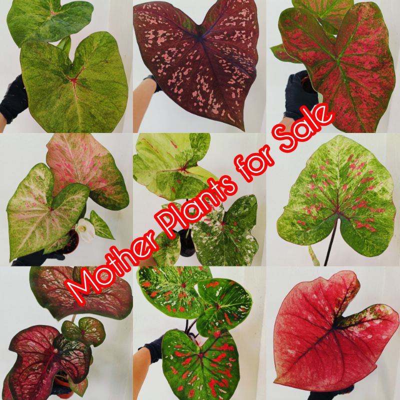 Caladium Thailand Florida Pokok Keladi Siam USA mother plants for sales ...