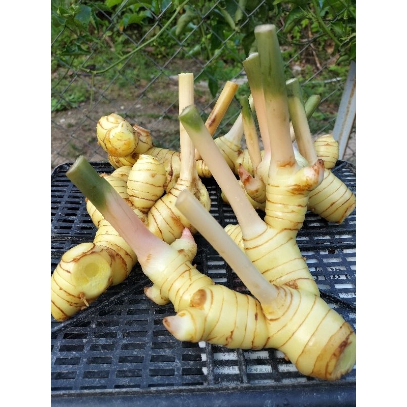 Lengkuas Kampung fresh | Shopee Malaysia
