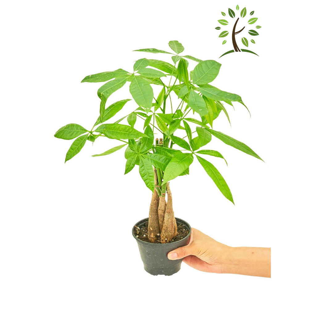 Berjaya Plant Nursery - Money Tree/Pachira Aquatica(Pokok Bunga Hidup ...