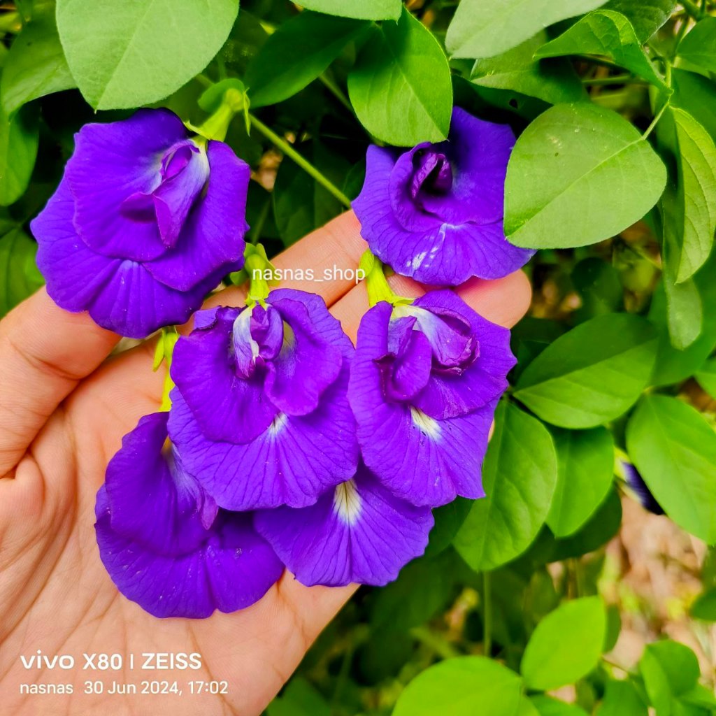 Benih Bunga Telang Biru 25pcs & Putih 10pcs Blue Butterfly Pea Flower ...