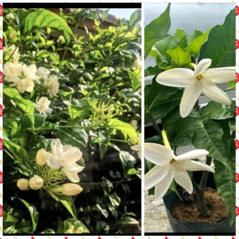 Pokok Bunga Melur Wangi Jasmine | Shopee Malaysia