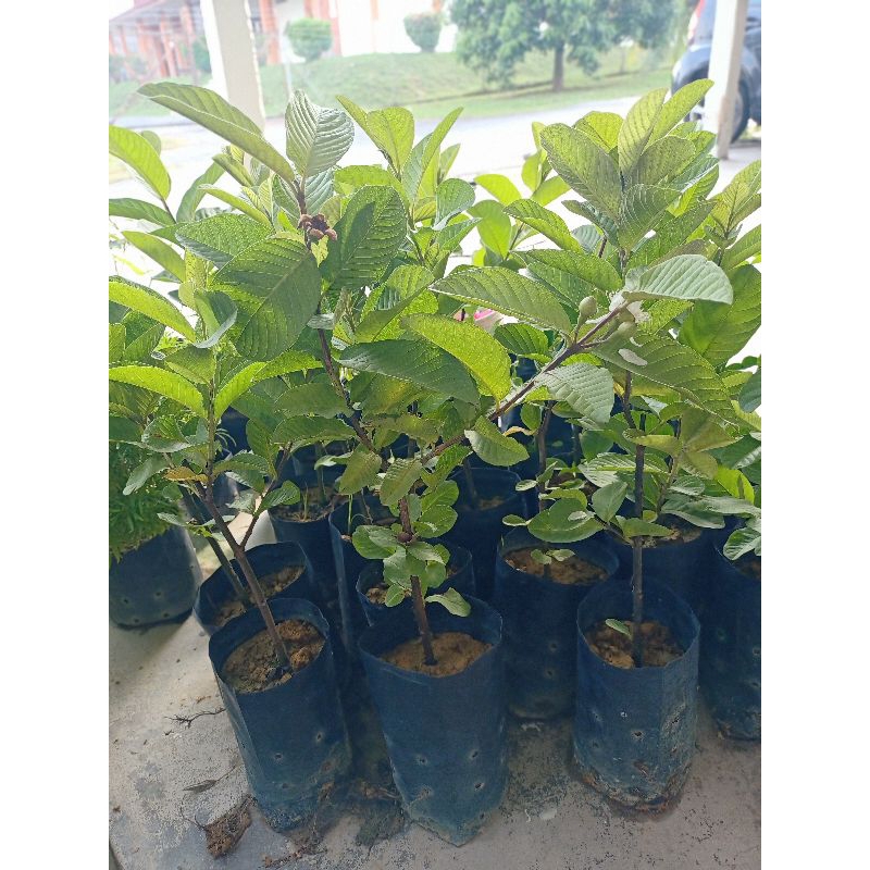 Anak Pokok Jambu Lohan Variety GU16 | Shopee Malaysia