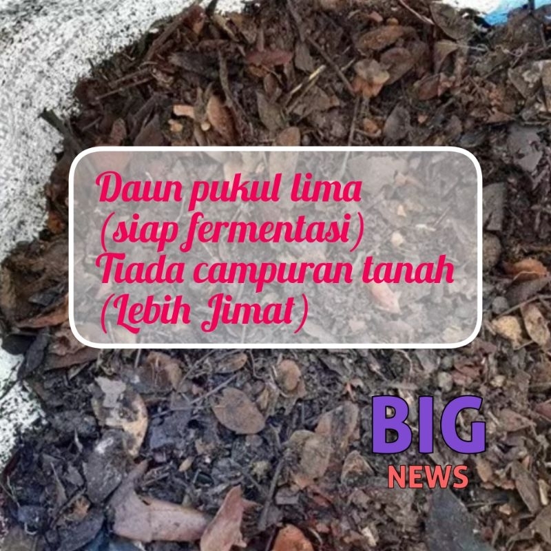 Daun pukul 5 daun pukul lima yg difermentasi terbaik untuk keladi Dan ...
