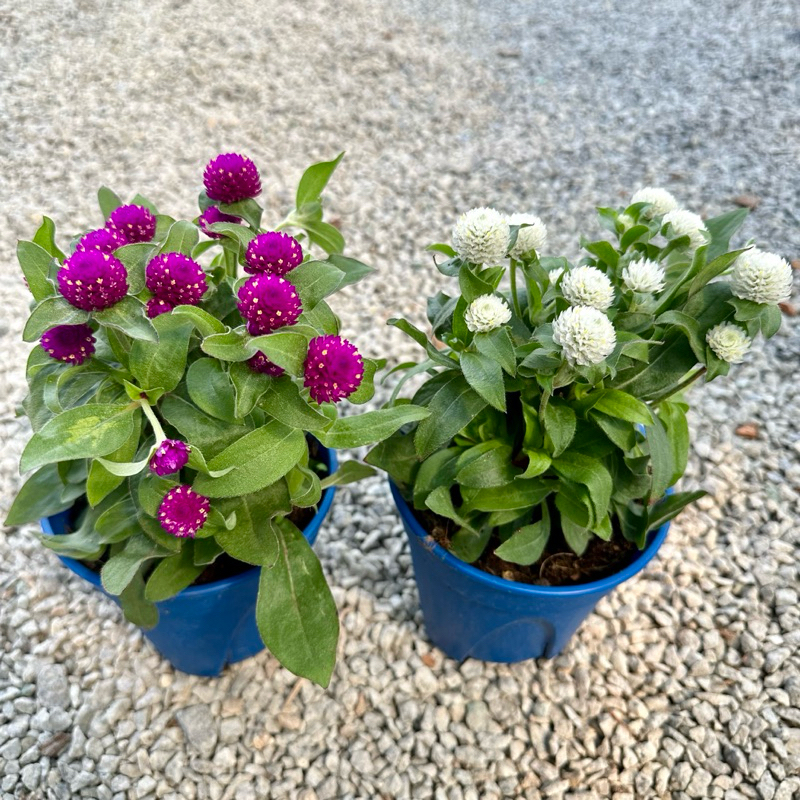 🔥OUTDOOR🔥 POKOK BUNGA BUTANG / Button Flower / Globe Amaranth Tree ...