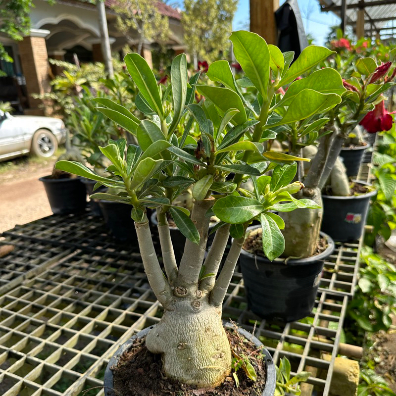 MIX ID POKOK BUNGA KEMBOJA/ADENIUM REAL LIVE PLANT PASU 8INCI (RARE ID ...