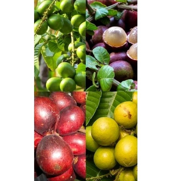 Anak pokok matoa PURPLE/Merah/Hijau/Kuning Longan Brazil | Shopee Malaysia