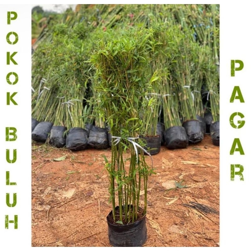 Pokok buluh pagar thai / Pokok buluh Pelenting thai murah / Buluh pagar ...