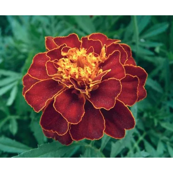 Biji Benih Bunga Marigold Brown French Marigold Flower Seed Rare - 5 ...