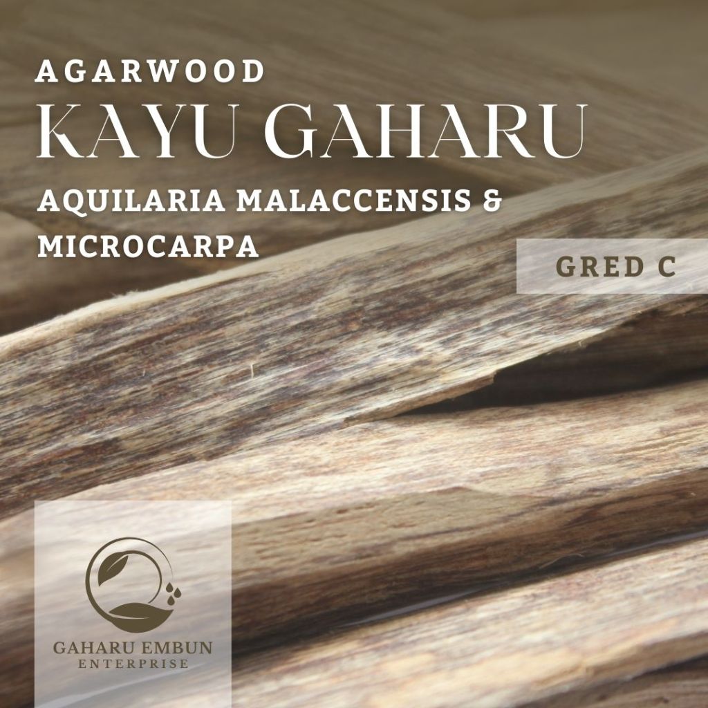 GAHARU EMBUN Gred C Aquilaria Malaccensis & Microcarpa Kayu Gaharu ...