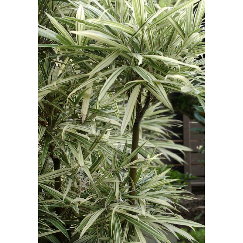 1 cutting White Variagated Bamboo ( Keratan Buluh Jepun Putih ...