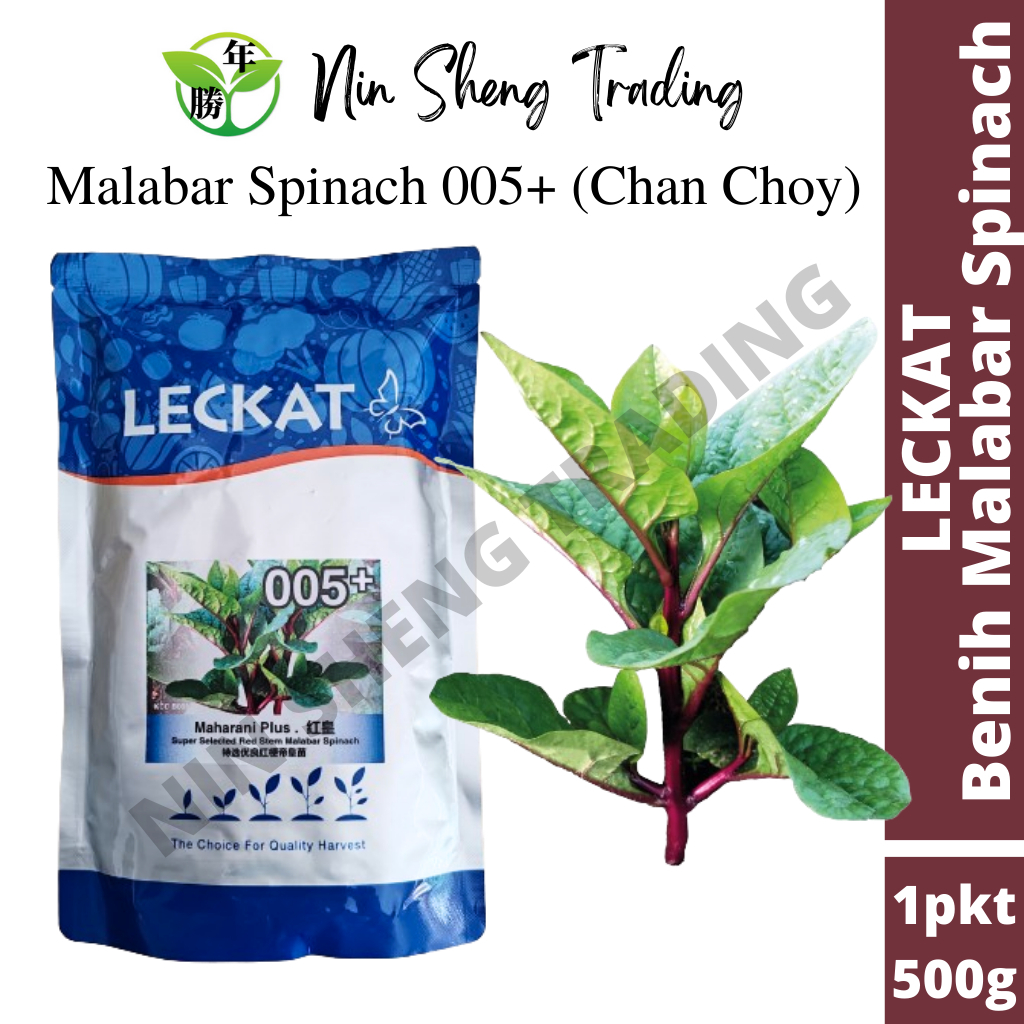Benih Malabar Spinach 500gm Maharani Plus 005+ Chan Choy Leafy ...