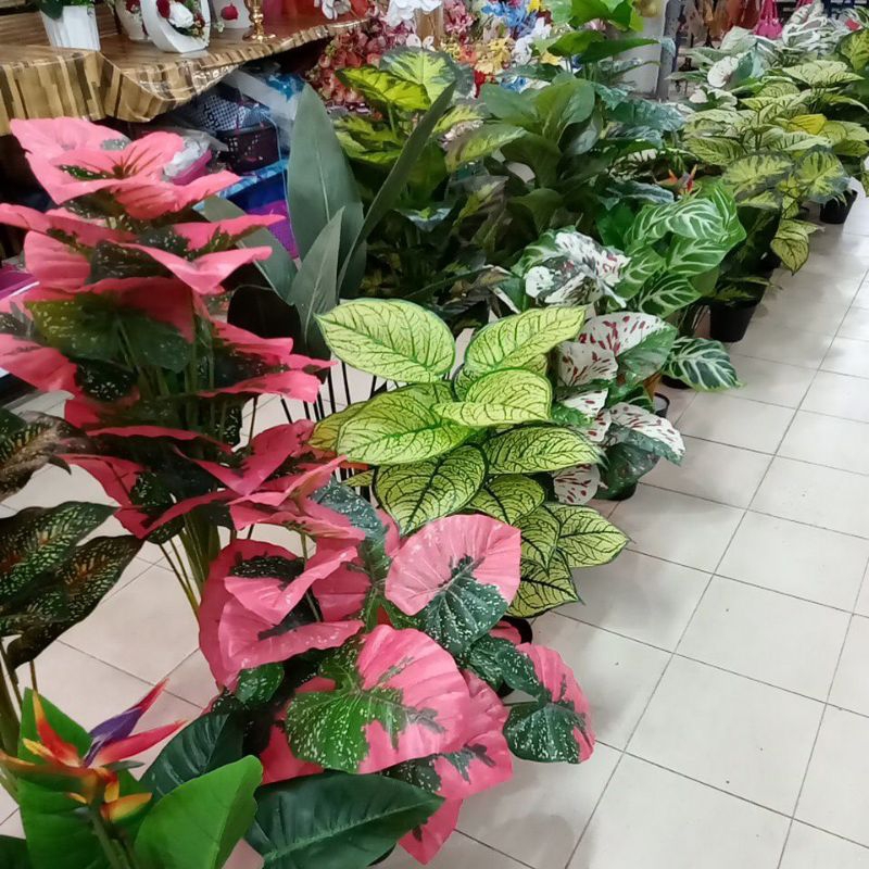 POKOK KELADI HIASAN VIRAL | Shopee Malaysia