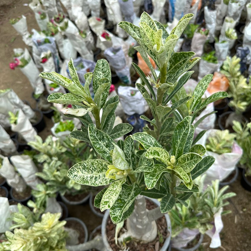 MIX ID POKOK BUNGA KEMBOJA/ADENIUM REAL LIVE PLANT PASU 8INCI (RARE ID ...
