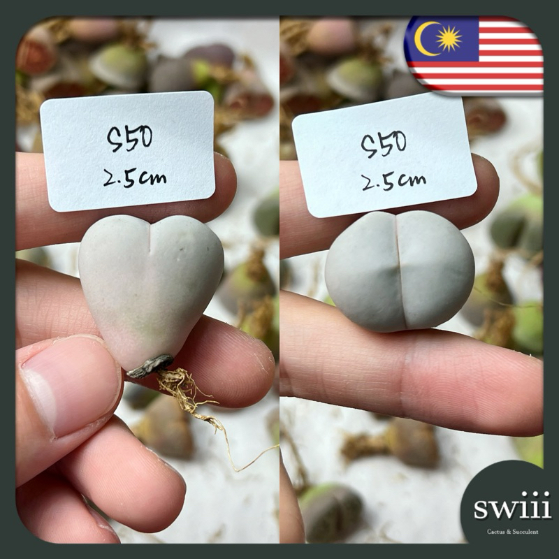 【S50】Big Lithops Plant As Photo 大颗生石花一物一拍 | Shopee Malaysia