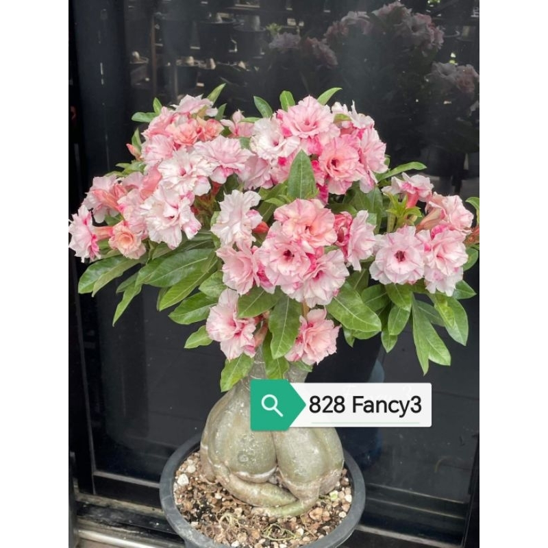 Adenium Obesum Bonsai ID 828 Fancy3 富贵花 | Shopee Malaysia