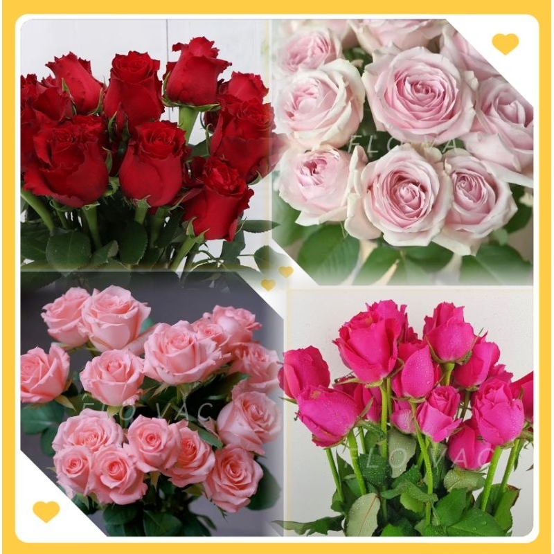 【Ready Stock】Fresh Cut Garden Roses ~ Bunga Ros *Direct from Cameron ...