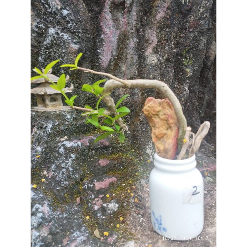 Mini Bonsai#Bonsai jeliti#wrightia Religiosa#水梅盆栽包含雅石water jasmine# ...