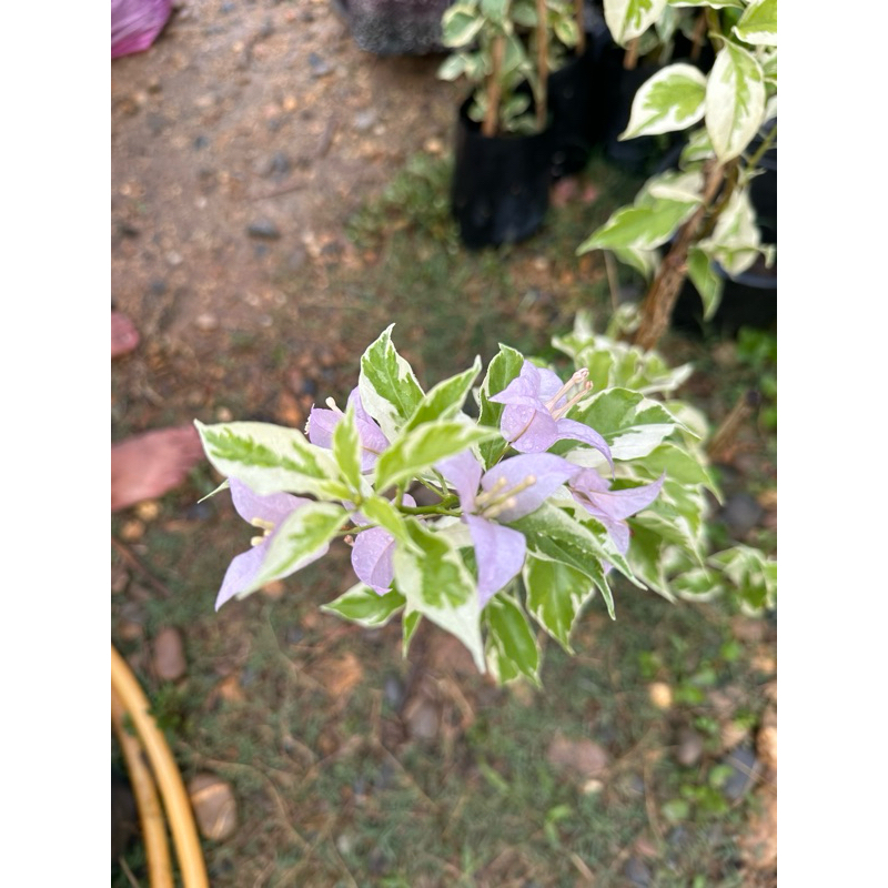 Bunga Kertas ID Santan | Shopee Malaysia