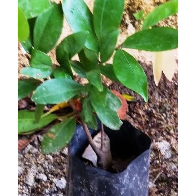 Anak Pokok Buah Katak Puru @ Nam Nam Dalam Polybag Kecil | Shopee Malaysia