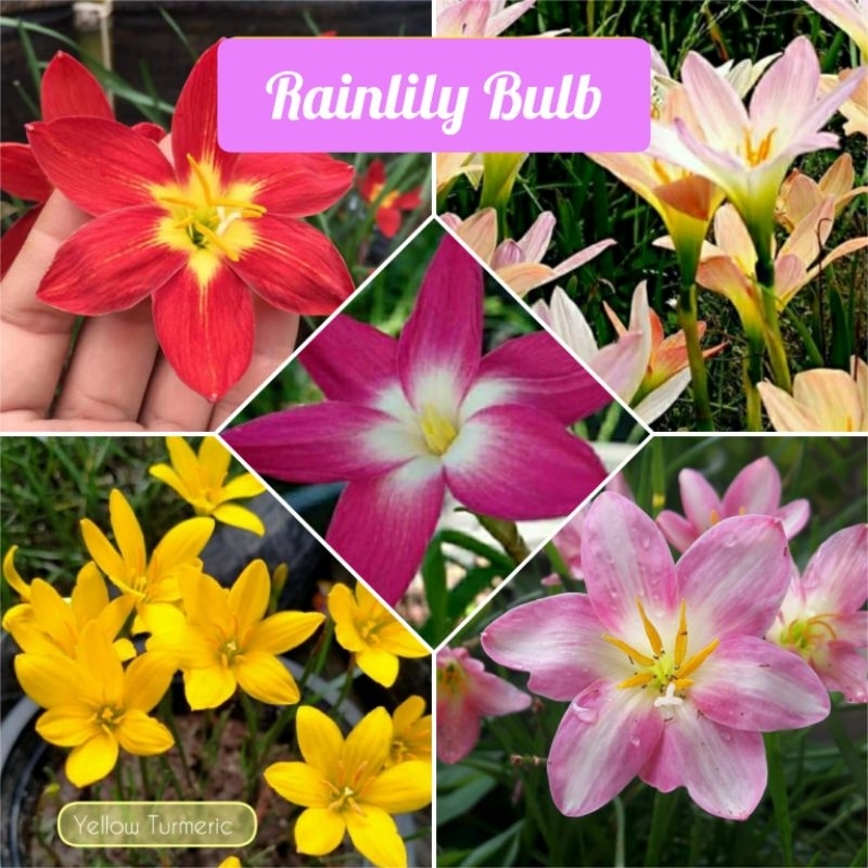 1 ubi Thailand Hybrid Rain Lily flower bulb Bebawang Lili Hujan 风雨兰种球 ...