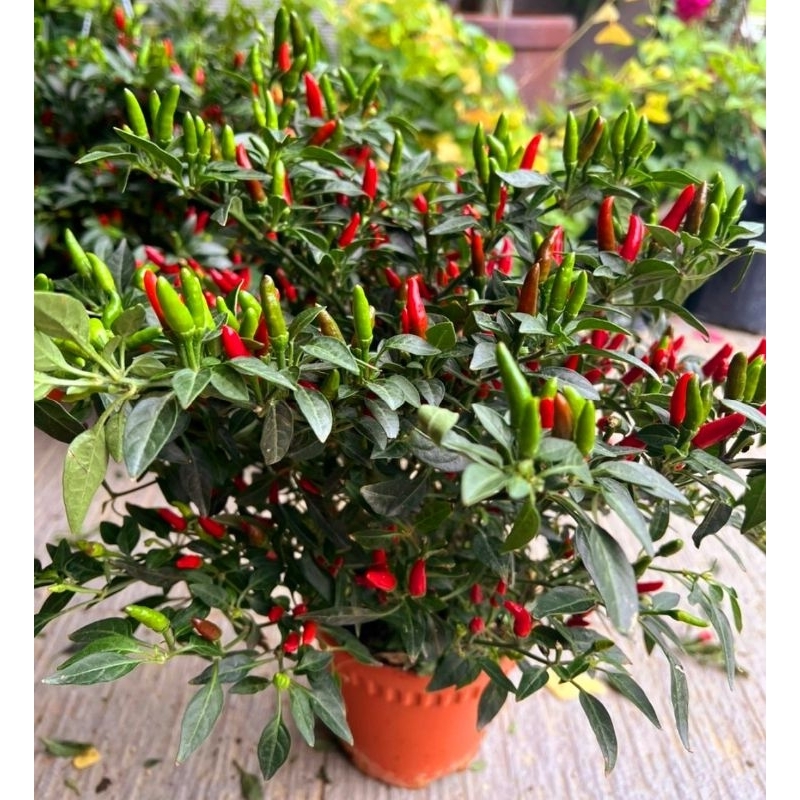 Cili Rimbun - Pedas Berapi 🌶️🌶️🌶️🌶️🌶️ - Cili Dalam Pasu - Sesuai ...