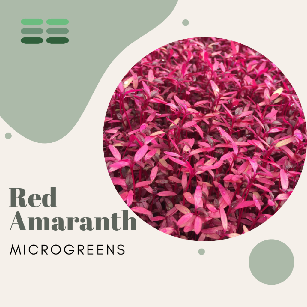 25g | 50g | 100g | Red Amaranth Microgreens Seeds | Bayam Merah | Benih ...