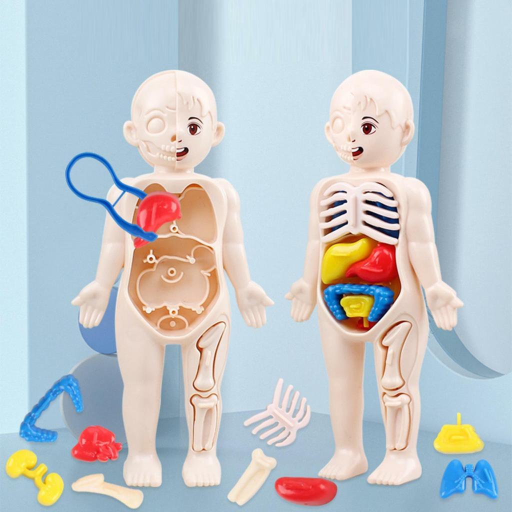Human Organ Model 3D Organs Anatomy Educational DIY Toys for Science ...