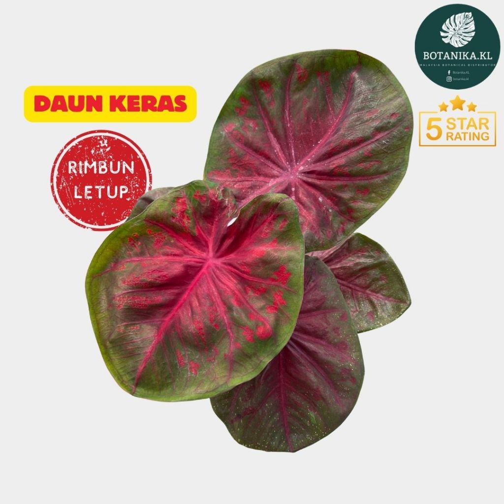 [Botanika.KL] Rimbun Letup Caladium Fire Storm🍀Pokok Keladi Pokok ...